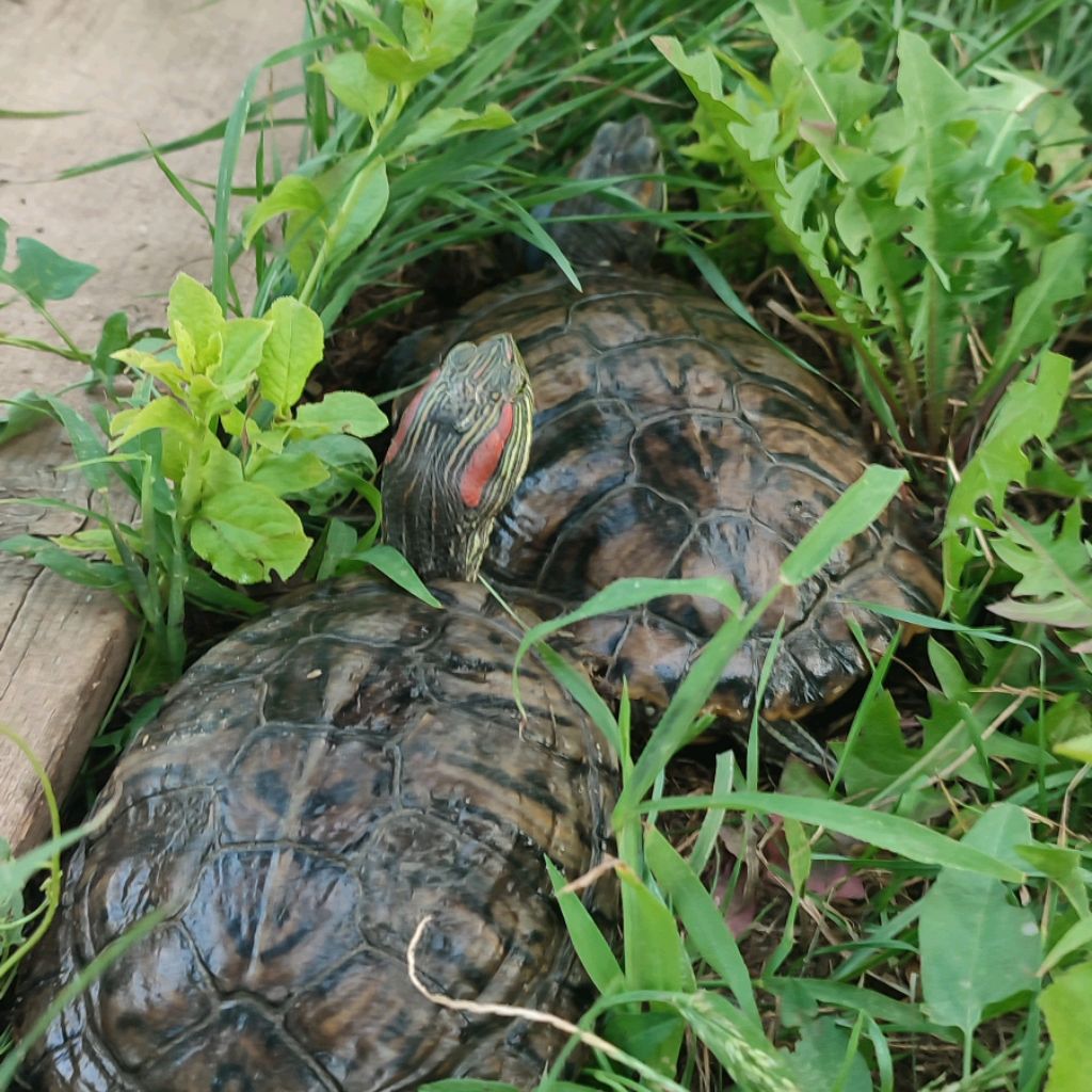 Иконка канала Виктория Бритик