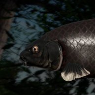 Иконка канала DmitryRussiaFishing4 (pp4)