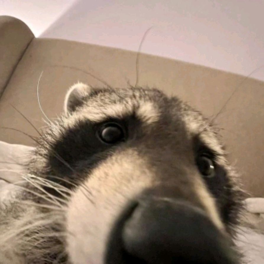 Иконка канала racoon.🦝