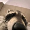 Иконка канала racoon.🦝