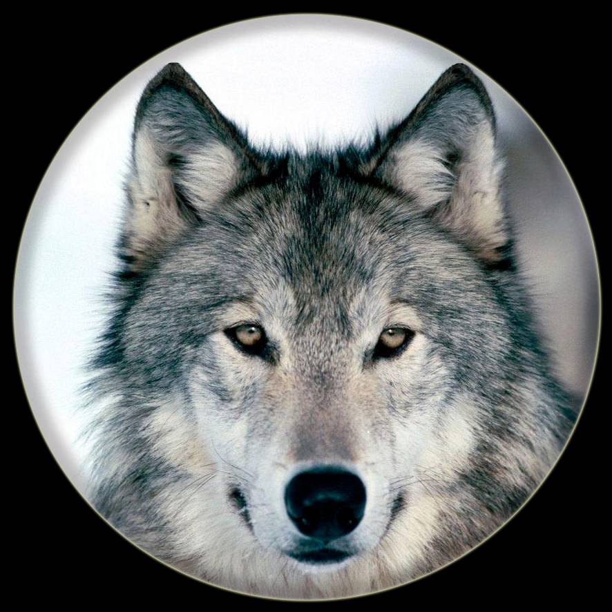 Иконка канала Серый Волк