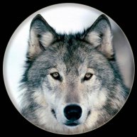 Иконка канала Серый Волк