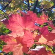 Иконка канала Софья Комарова