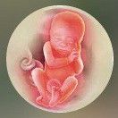 Иконка канала РАЗГОВОРЫ ЗА ЖИЗНЬ НЕРОЖДЁННЫХ ДЕТЕЙ