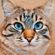 Иконка канала BarsyCat | КотоДзен