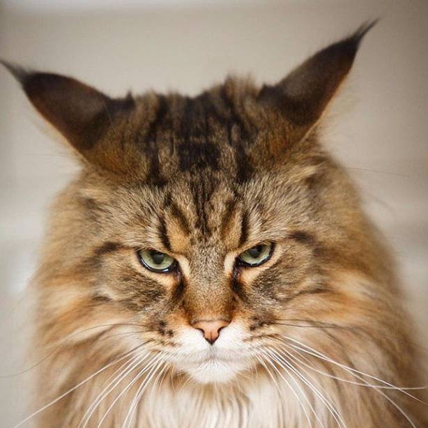 Иконка канала channel "Вячеслав и Ко"