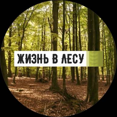 Иконка канала лесная жизнь🌳