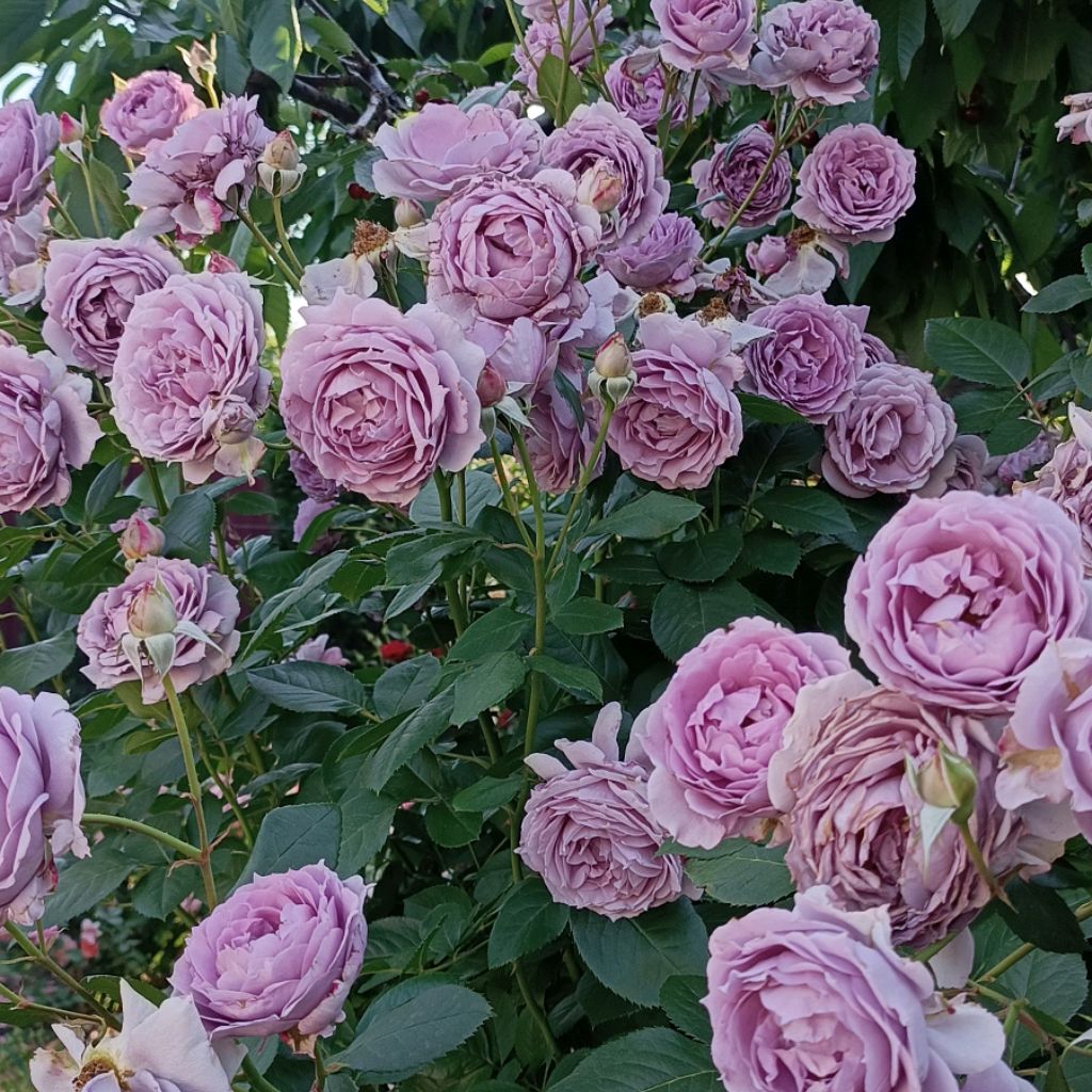 Иконка канала ZannaIAssorti