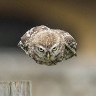 Иконка канала joefaar