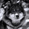 Иконка канала Drike
