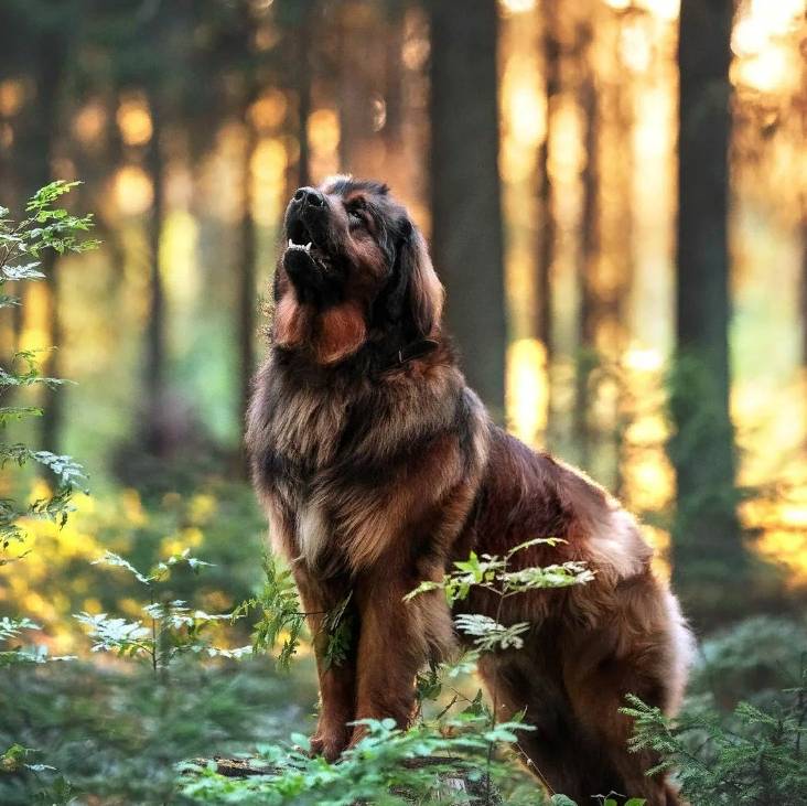 Иконка канала BERGALEON Леонбергер и Алабай