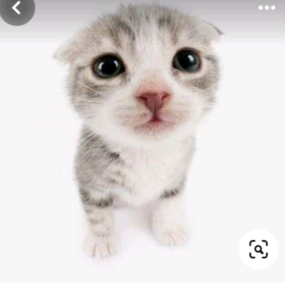 Иконка канала NeKo Sofia ❤️