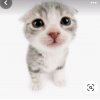 Иконка канала NeKo Sunflower 🌻