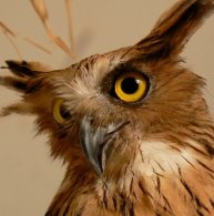 Иконка канала Dis Cant