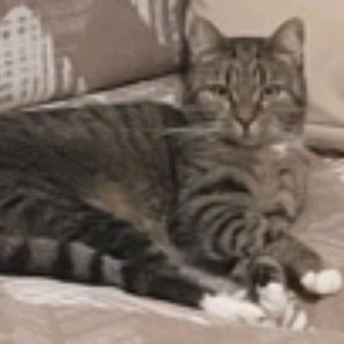 Иконка канала Мир забавных животных