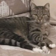 Иконка канала Мир забавных животных