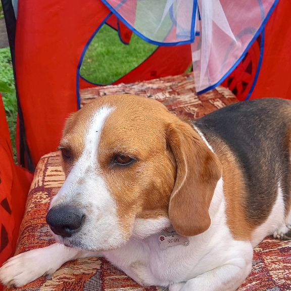 Иконка канала Арс show