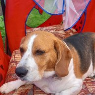 Иконка канала Арс show