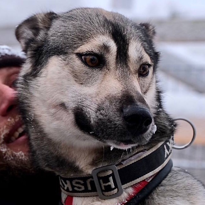 Иконка канала Хаски-парк "Ловозеро"