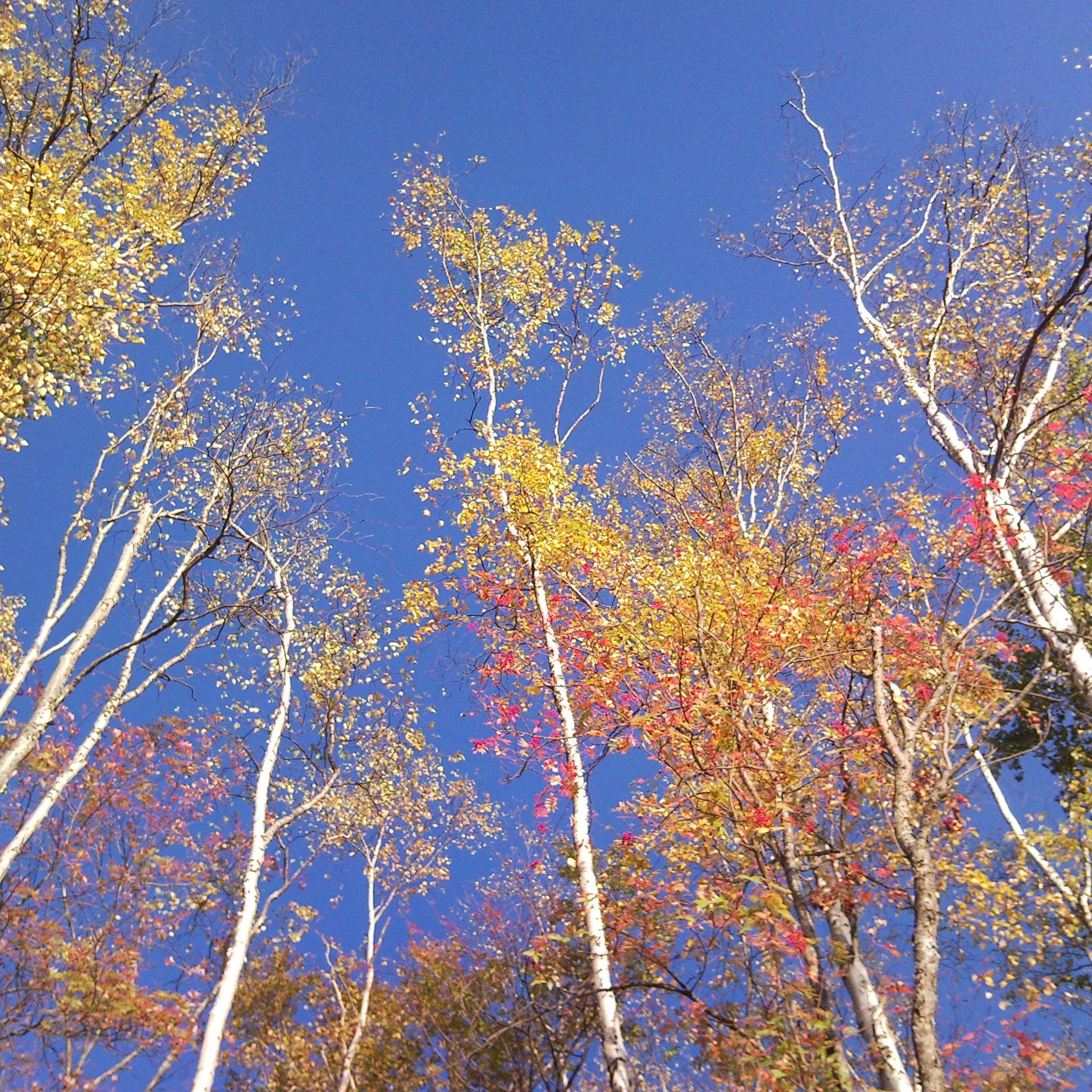 Иконка канала Может это Сон