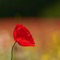 Иконка канала Sahaja Yoga. Переводы Лекций Шри Матаджи