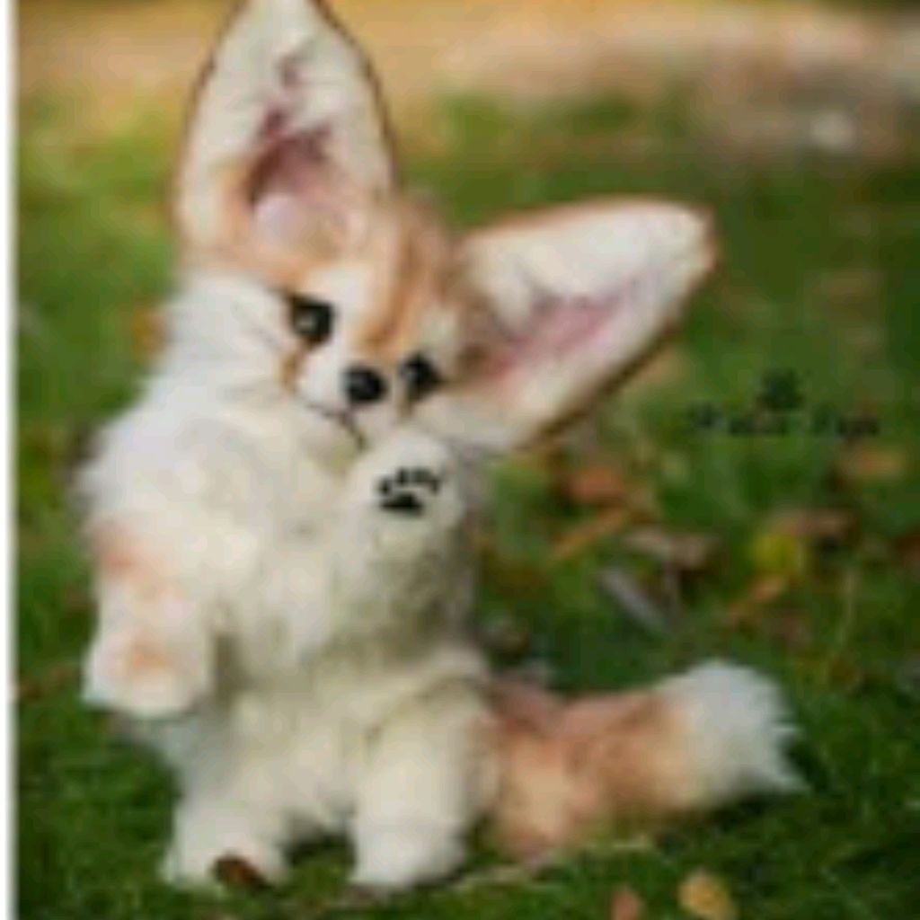 Иконка канала Грин Карта США