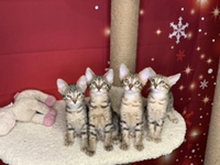 Иконка канала Nicespotted savannah