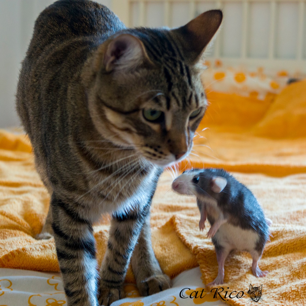 Иконка канала Домашний зоопарк