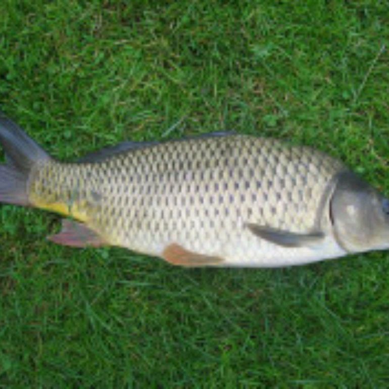 Иконка канала Рыбалка на Биг Фиш161 RUS