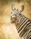 Иконка канала Zebra