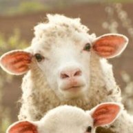 Иконка канала Чибис