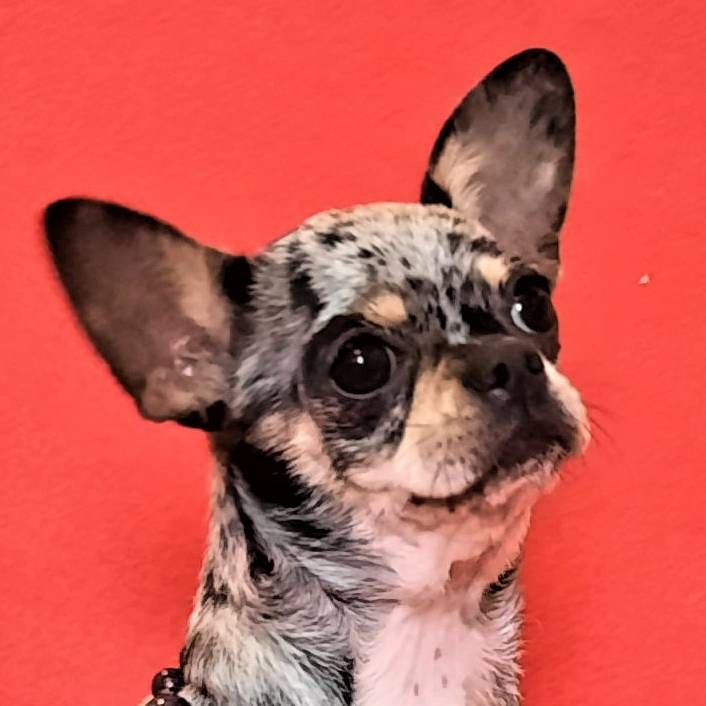 Иконка канала питомник миниатюрных собак