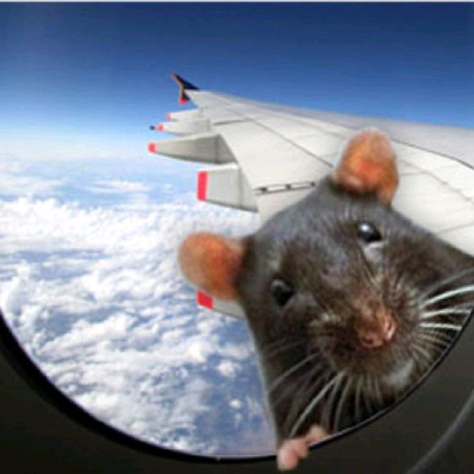 Иконка канала Мир крыс и крысят