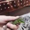 Иконка канала #Animals ящерки?#