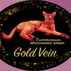 Иконка канала Питомник абиссинских кошек GOLD VEIN СПб