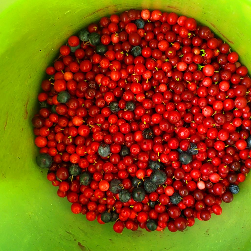 Иконка канала СТЕЛЛА НОРД