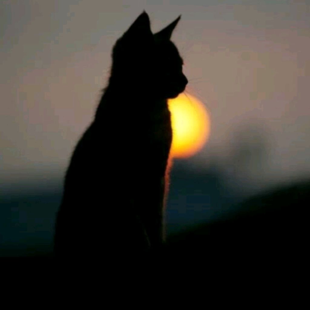 Иконка канала ЛЕТНИЙ ВЕЧЕР