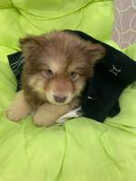 Иконка канала Собачка Ася