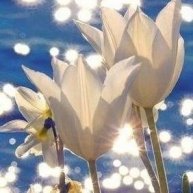 Иконка канала Эля