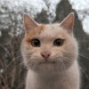 Иконка канала Расслабляющие звуки природы