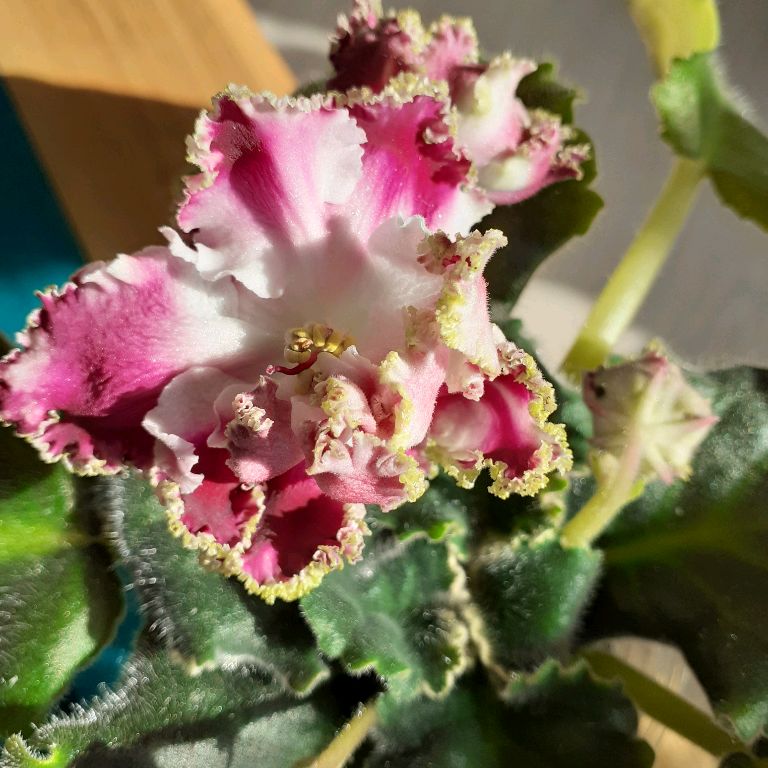 Иконка канала Танцы дома