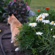 Иконка канала В моем саду