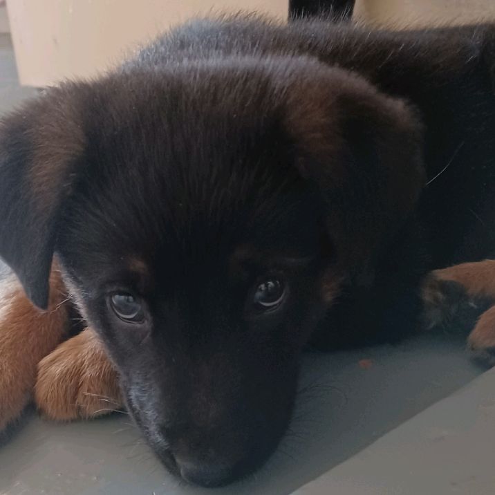 Иконка канала Немец Дарт и его семья