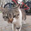 Иконка канала Два Колеса🚲...и не только