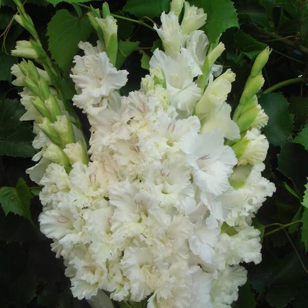 Иконка канала Планета Гладиолусов