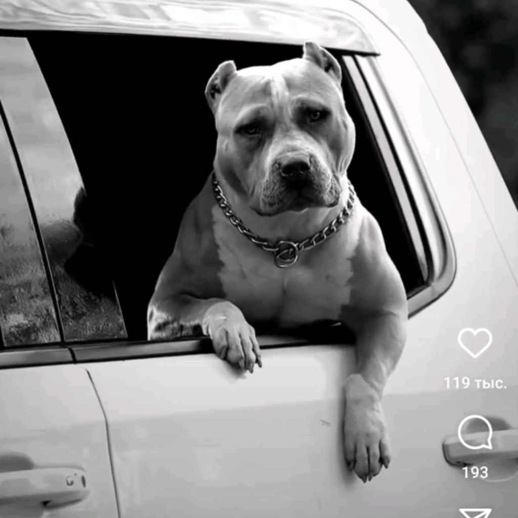 Иконка канала Malik_Lev