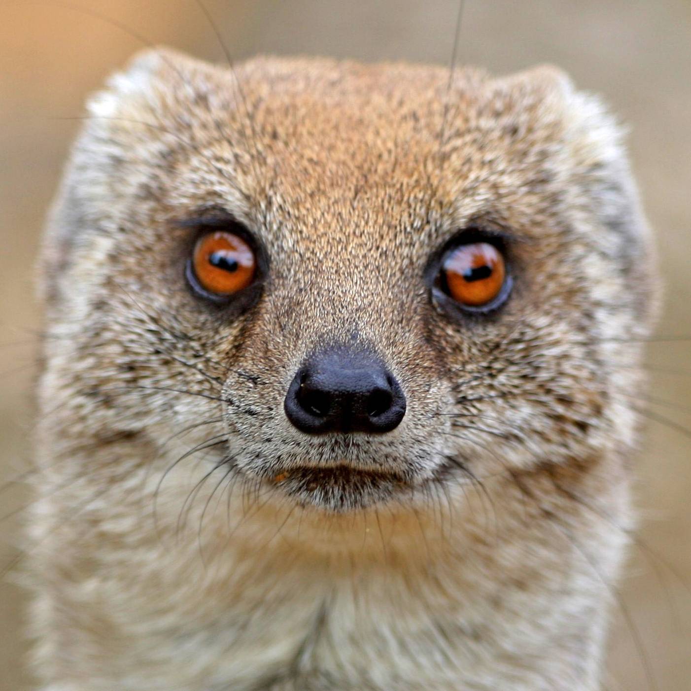 Иконка канала Природа и животный мир нашей земли