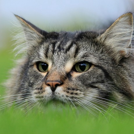 Иконка канала OXANA