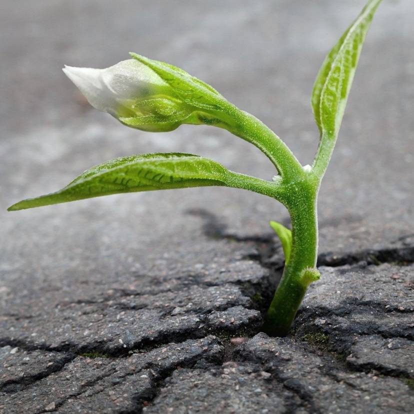 Иконка канала ffs40