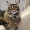 Иконка канала Meinecoon_pitomnik_polarro